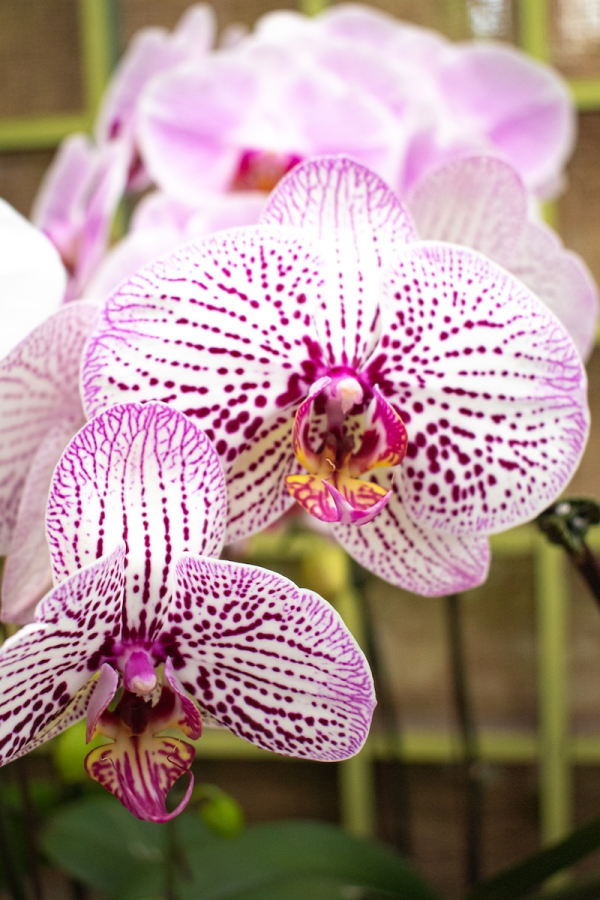 Moth Orchid (Phalaenopsis) - Gethsemane Garden Center